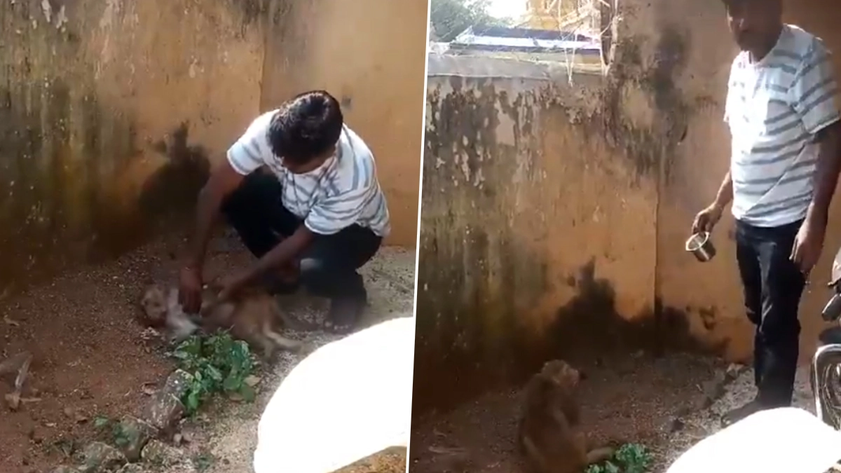 CPR Treatment For Monkey: மின்சாரம் தாக்கி கீழே விழுந்த குரங்கு ...