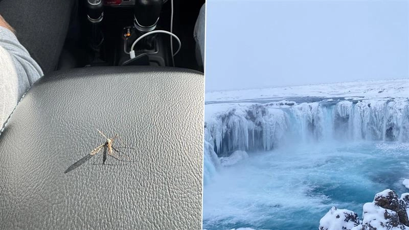 Mosquitoes in Iceland: ஐஸ்லாந்தையும் விட்டுவைக்காத கொசுக்கள்.. பெருமையை ...